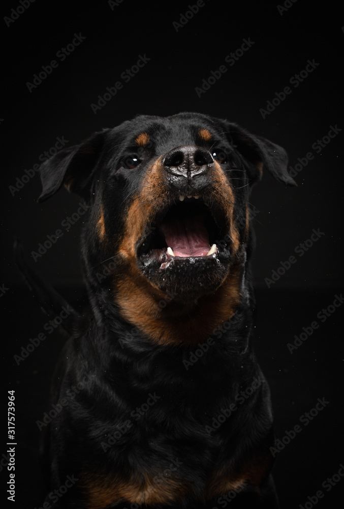 Rottweiler Snarling