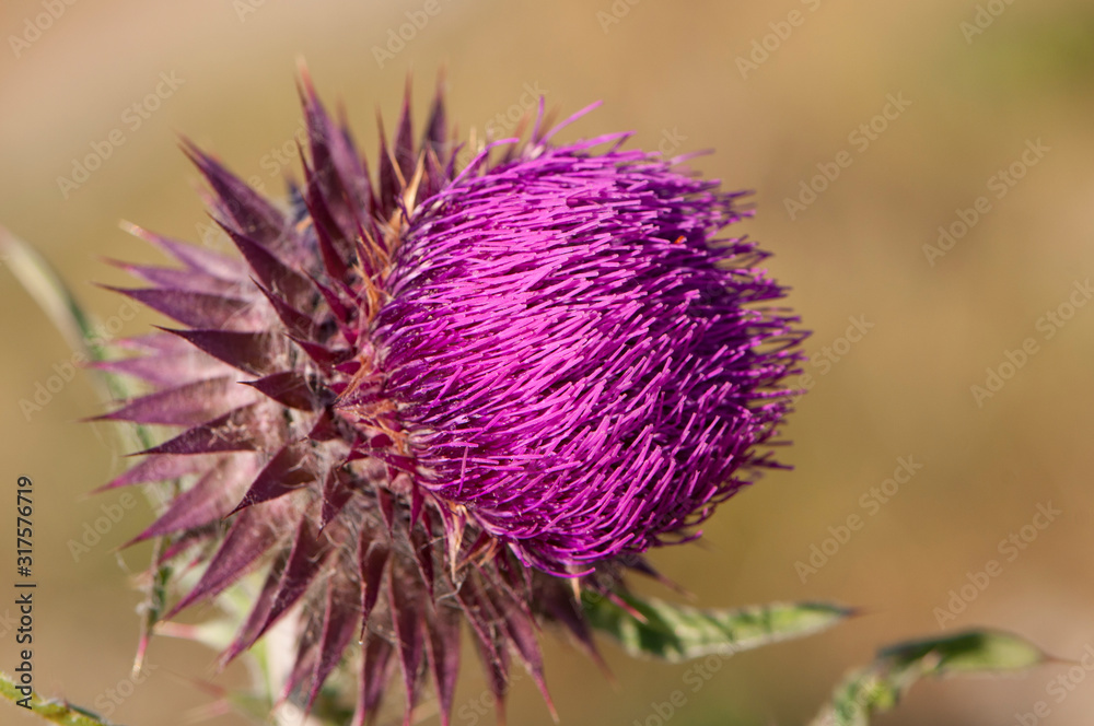 Onopordon faux-acanthe ou onopordon acanthium, encore appelé chardon ...