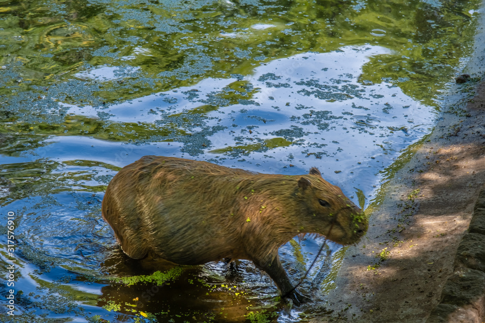 Capybaras (Hydrochoerus hydrochaeris), the largest living rodent in the ...