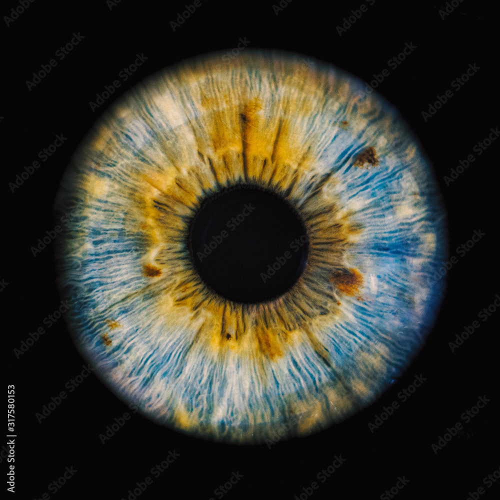 human iris Stock-Foto | Adobe Stock