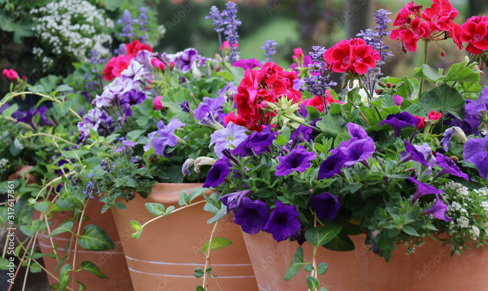 Cherry red geraniums in a garden container are the focal point of this ...