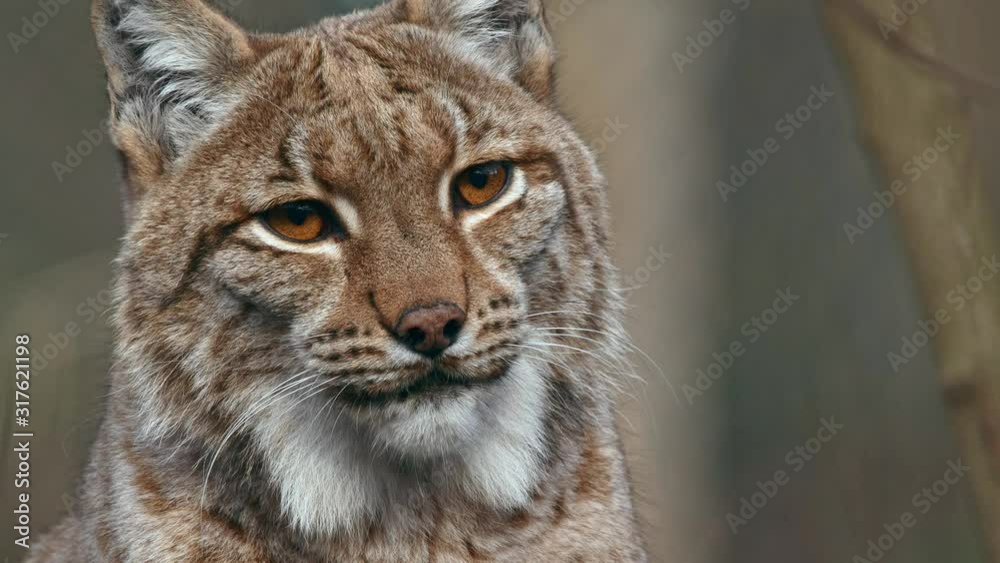 Angry Eurasian lynx threatening and growling Stock Video | Adobe Stock