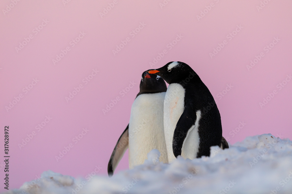 Gentoo penguin couple courting and mating in wild nature, near snow and ...