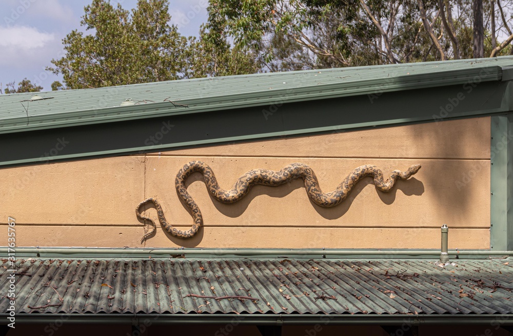 Australian Giant Snakes