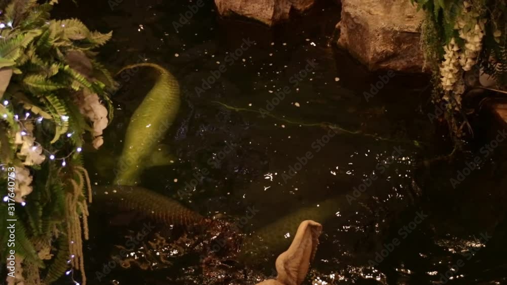 Arapaima gigas, also known as pirarucu, that is a species of arapaima ...