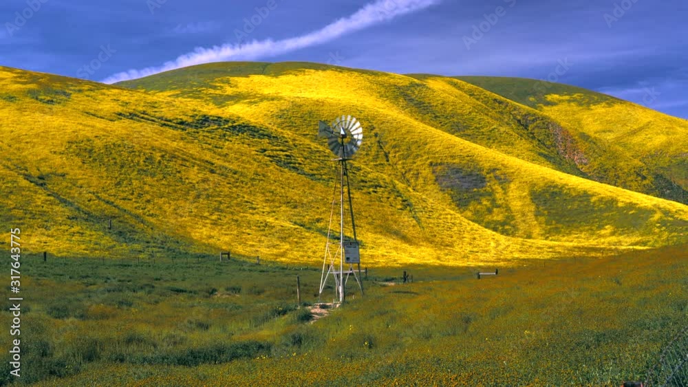windmill and wildflowers during spring "super bloom" following rains in ...