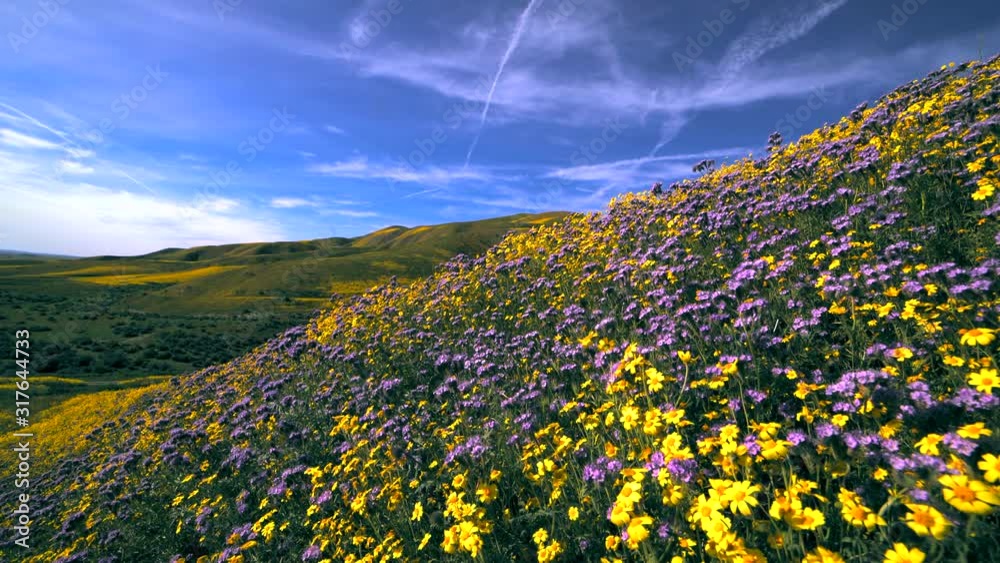 Vidéo Stock wildflowers during spring "super bloom" following rains in ...