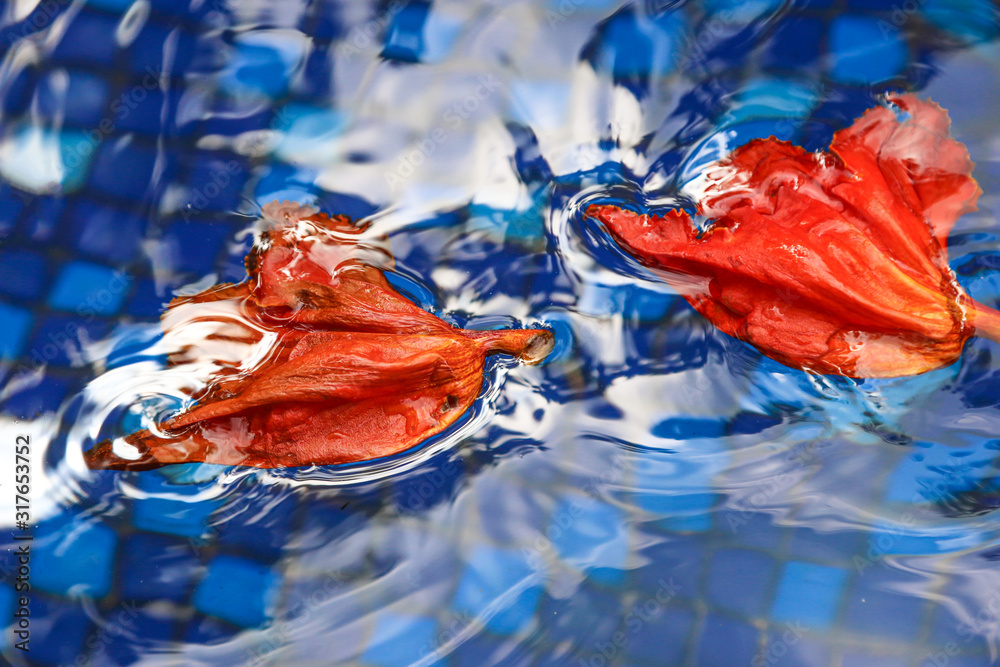 red flower petals blue waterred flower petals blue water Stock Photo ...