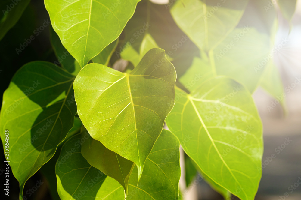 Green leaf Pho leaf, (bo leaf, bothi leaf) with sunlight in nature. Bo ...