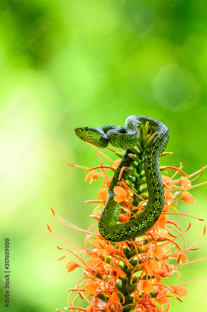 Bothriechis lateralis is a venomous pit viper species found in the ...