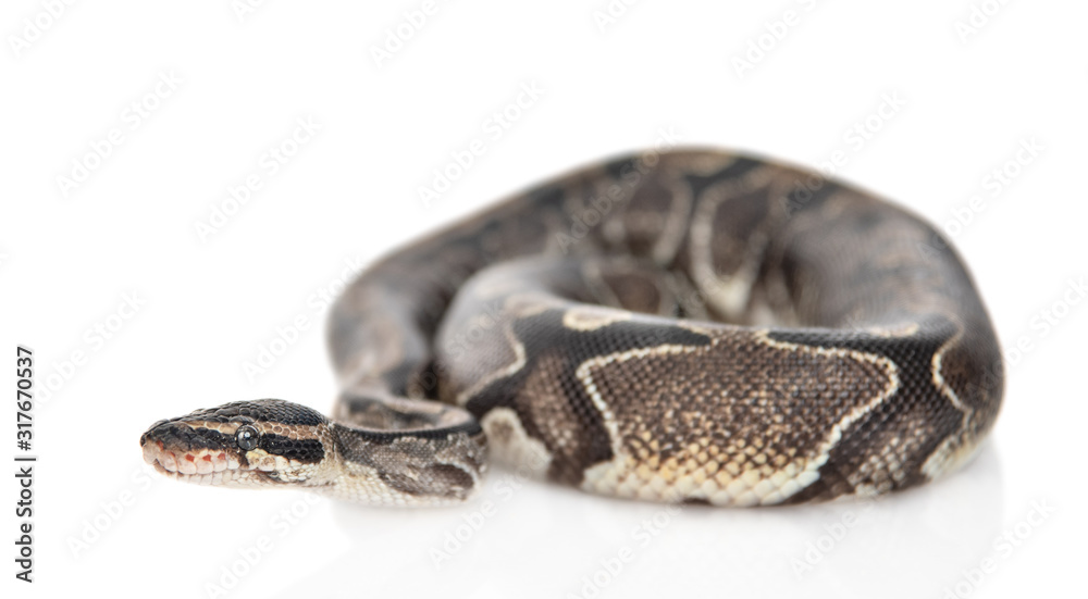 Royal Python, or Ball Python (Python regius) in side view. Isolated on ...