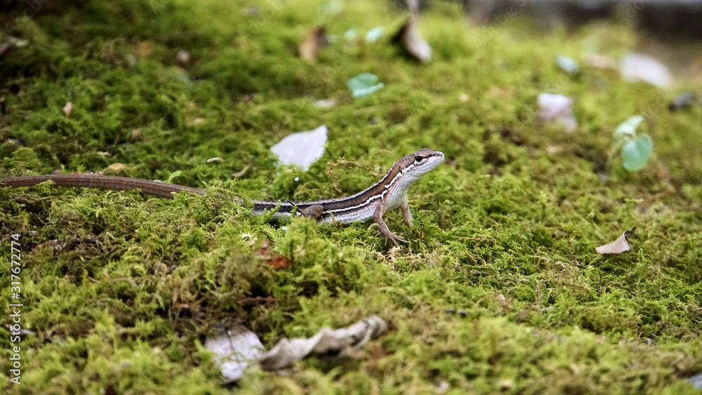 Japanese grass lizard, cute reptile with palm length, is endemic ...