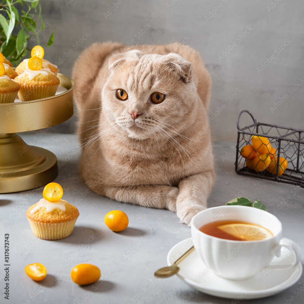 Cute cat, lemon muffins, cakes, pies with a cup of tea on gray ...
