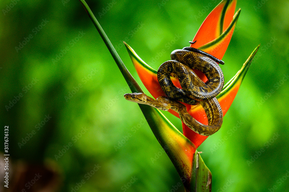 Snake in a rainforest - Tree Boa Constrictor snake, Corallus hortulanus ...