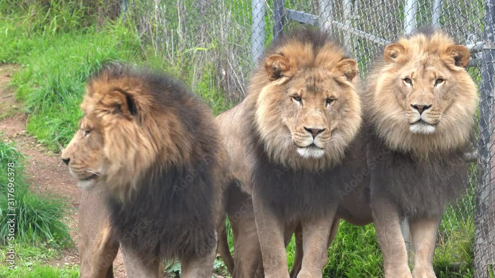 Three male lions standing side by side. 4K_slowmotion_closeup with ...