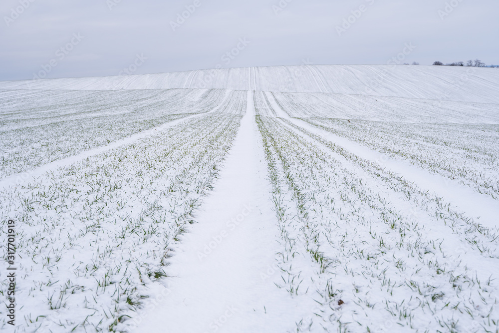Wheat field covered with snow in winter season. Winter wheat. Green ...