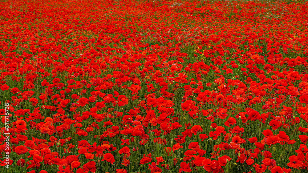 Rolling Poppy Fields in Flanders WW1 world war 1 battlefield ...