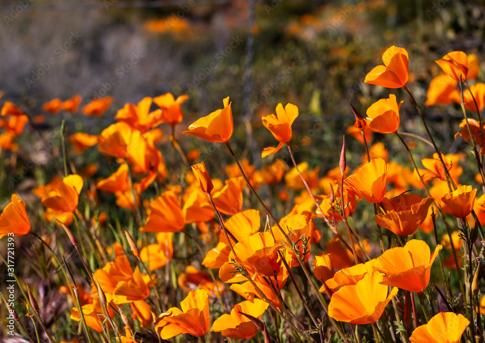 Desert Poppy