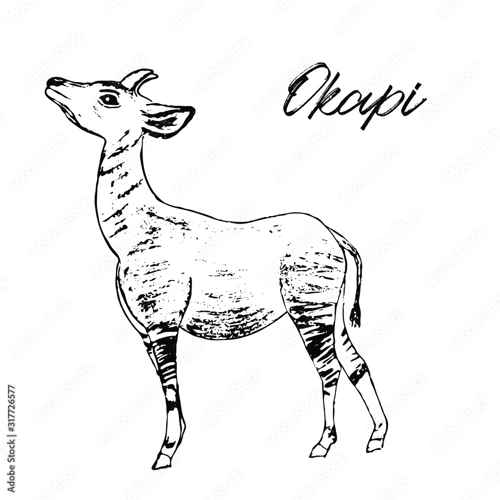Okapi sketch. Hand drawn vector illustration, label or card. Minimal ...