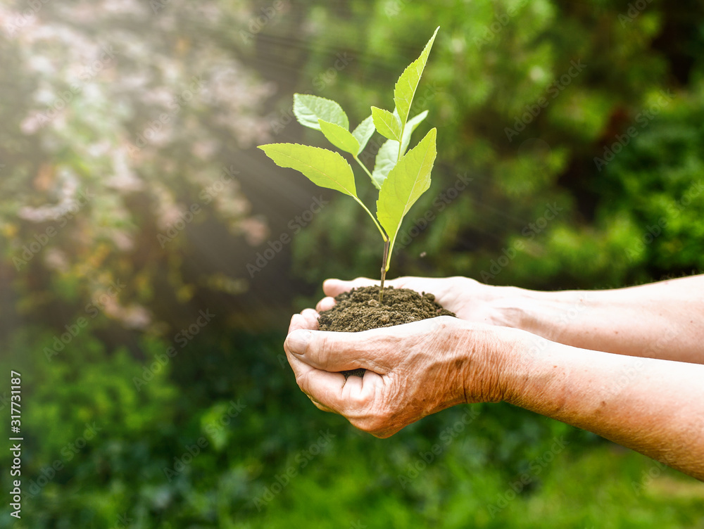 Old wrinkled hands holding a green young plant, earthy handful sunlight ...