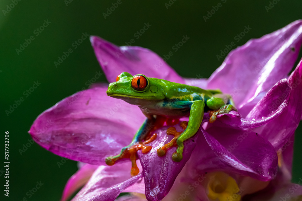 Purple Red Eyed Tree Frog