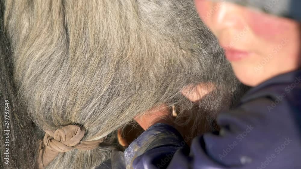 Video „Tibetan woman milking her long haired yak cattle. Act of ...