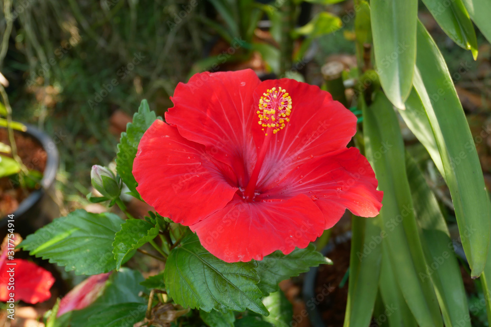 Hibiscus rosa-sinensis or is a genus of flowering plants in the mallow ...