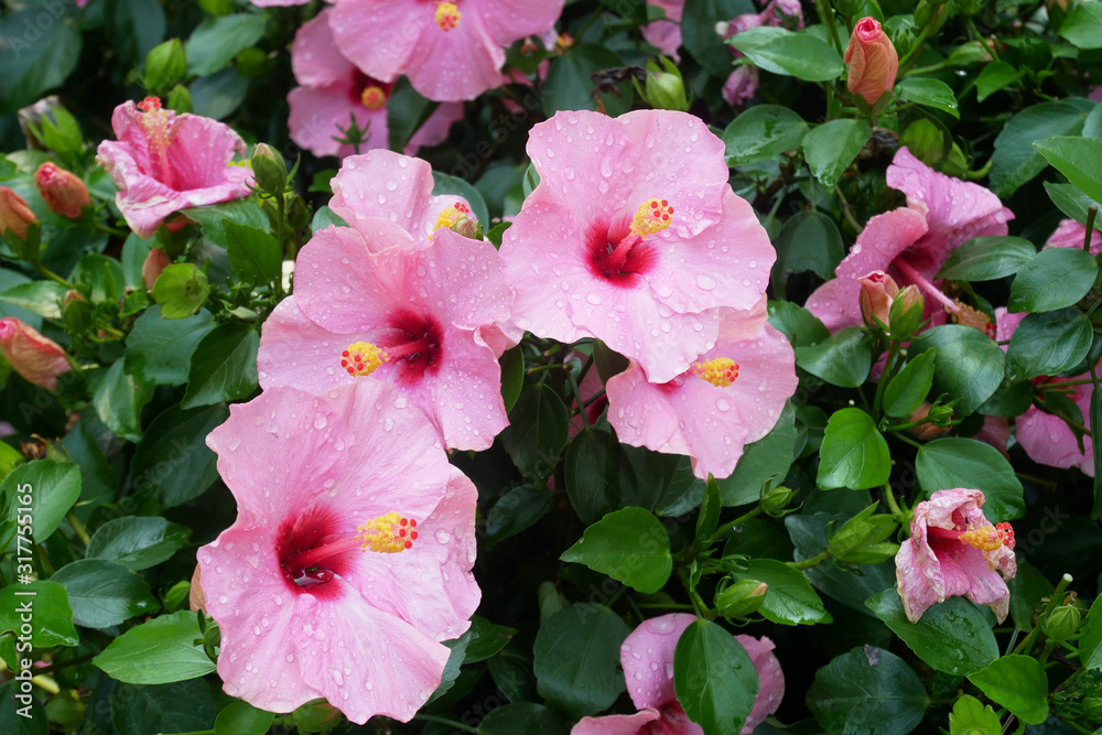 Hibiscus rosa-sinensis or is a genus of flowering plants in the mallow ...