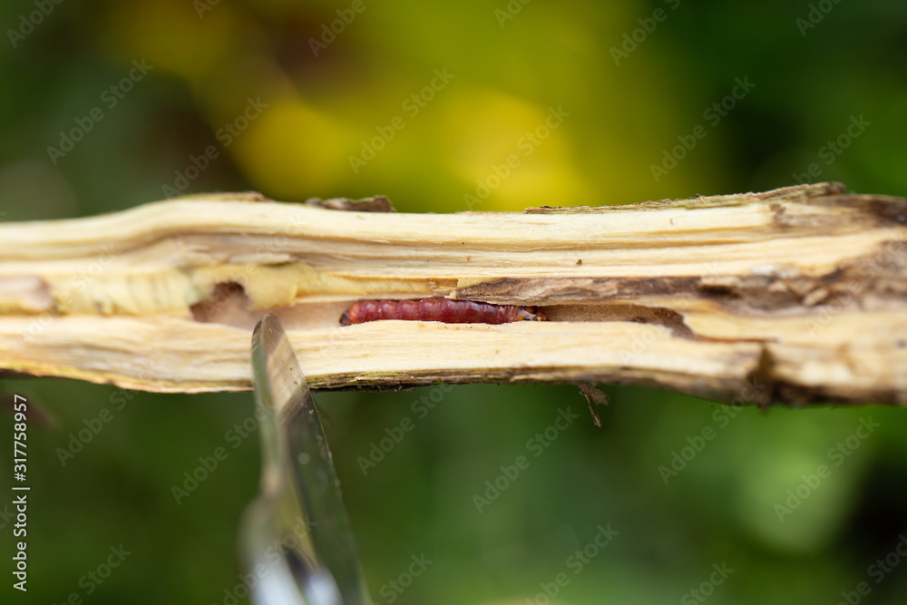 coffee stem borer. Diseases and pests affecting coffee plants. Stock ...