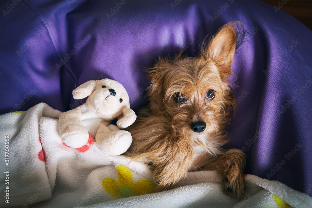 perro viendo con la oreja levantada Stock Photo | Adobe Stock