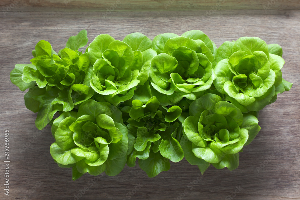 Lettuce, close up Stock Photo | Adobe Stock
