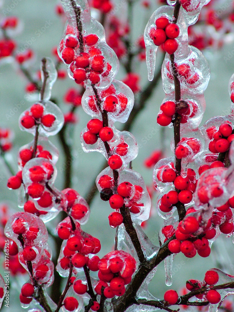 Branches of 'Winter Red' winterberry (Ilex verticillata 'Winter Red ...