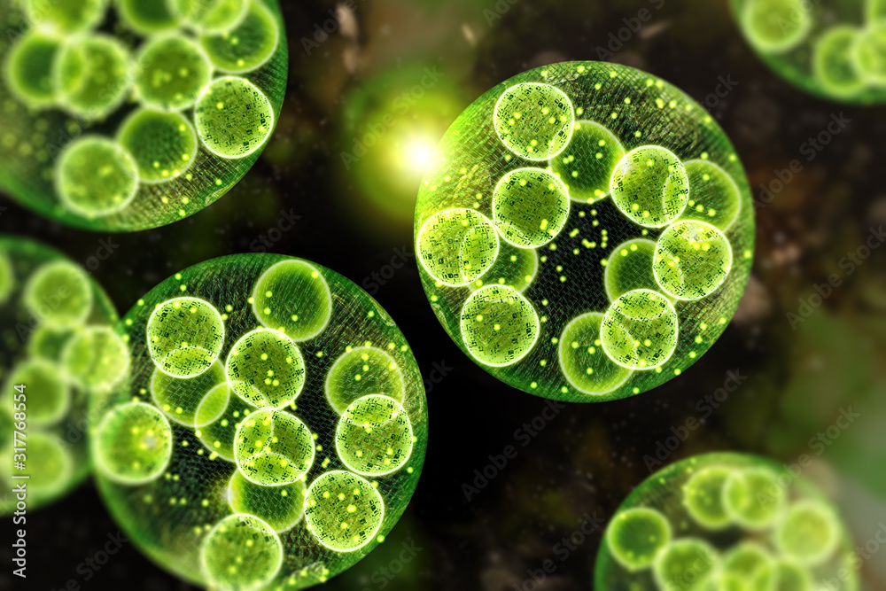 Green Algae Cells 3D Illustration Stock Illustration | Adobe Stock