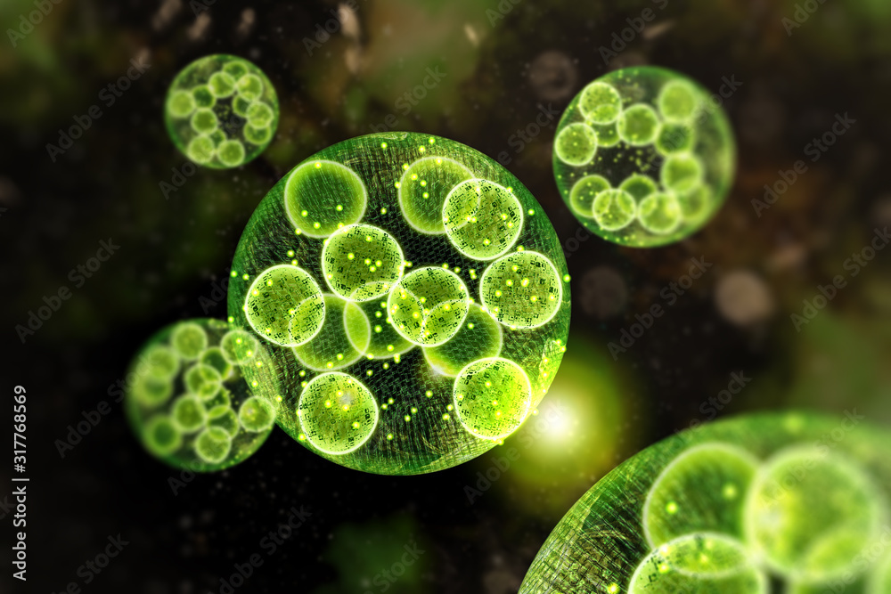 Green Algae Cell