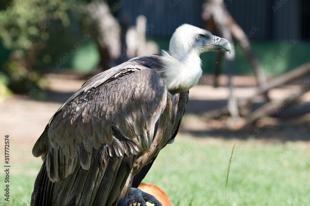 Animales de un zoologico Stock Photo | Adobe Stock