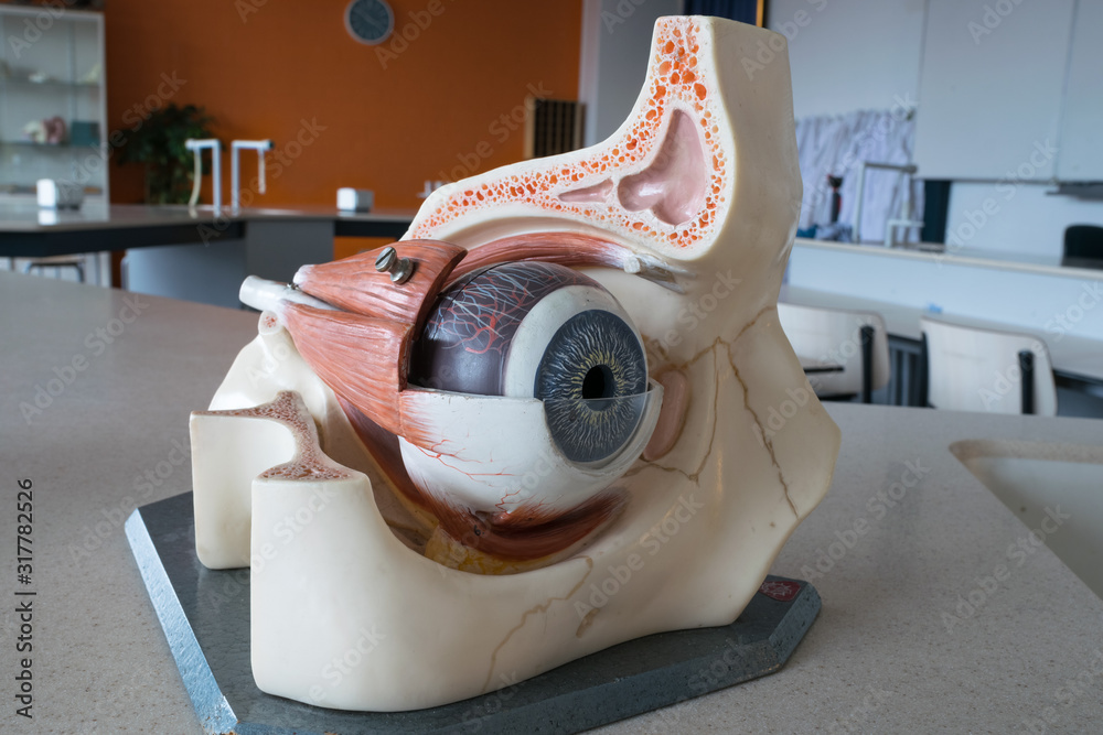 Plastic enlarged model of a human eye, used during biology class Stock ...