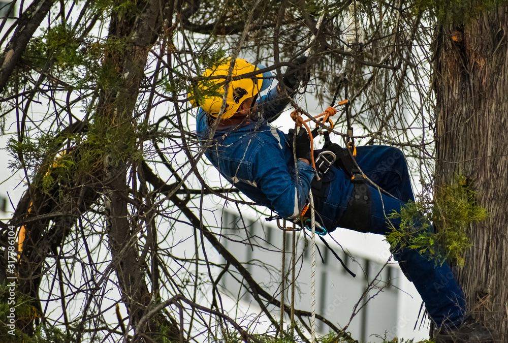 Arborist using his safety equipment to perform tree pruning work Stock ...