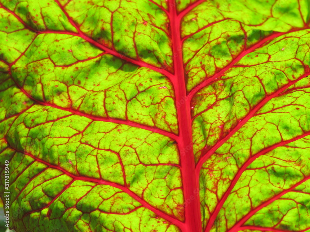 hoja de acelga con nervaduras rojas a contra luz en detalle . Stock ...