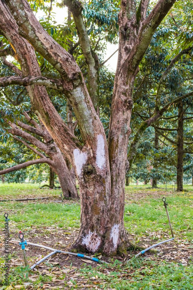 Root rot disease in durian tree , using topical drugs to treat disease ...