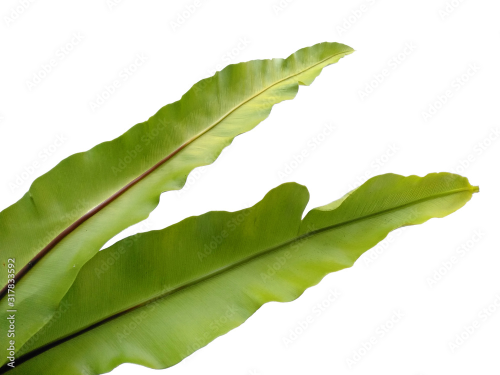 Asplenium nidus on white background. Plants with green leaves. Green ...