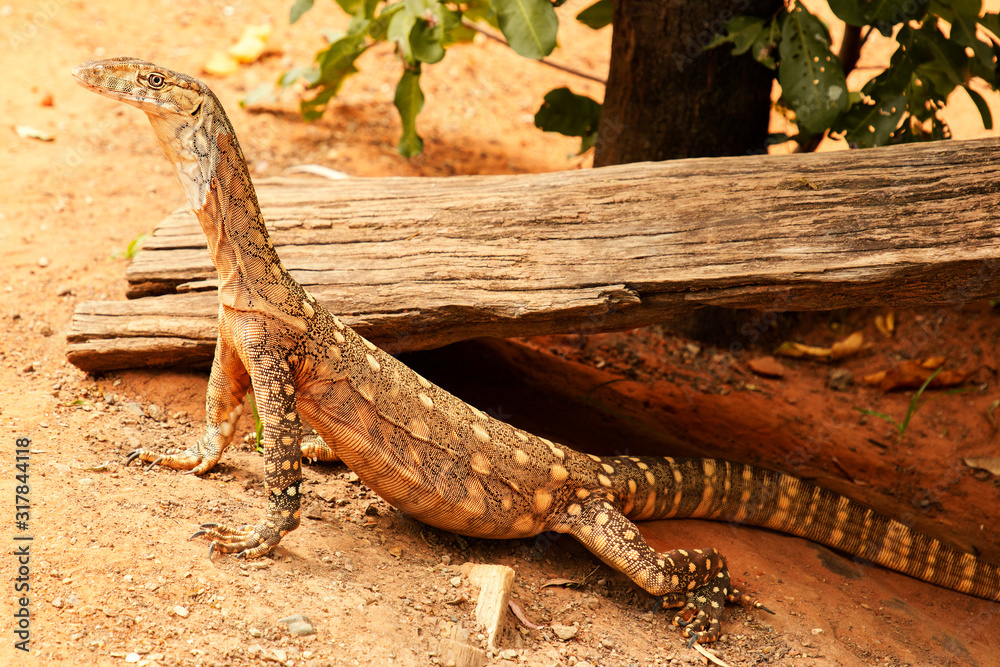 Perentie also known as a Varanus giganteus Stock Photo | Adobe Stock