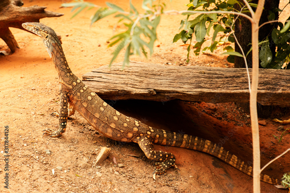 Poster Perentie also known as a Varanus giganteus – Wall Art | UkPosters