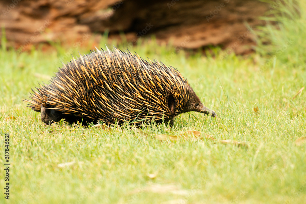 Echidna also known as a spiny anteater. Scientific name is ...