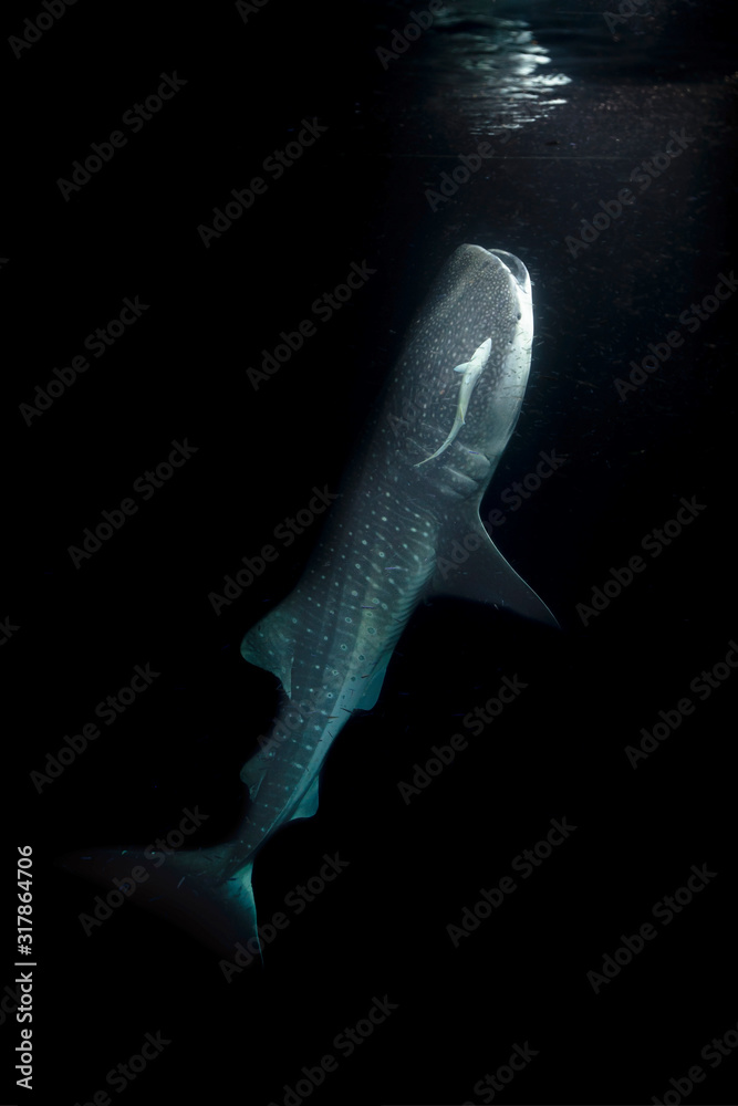 Whale Shark during night dive in Maldives Stock Photo | Adobe Stock