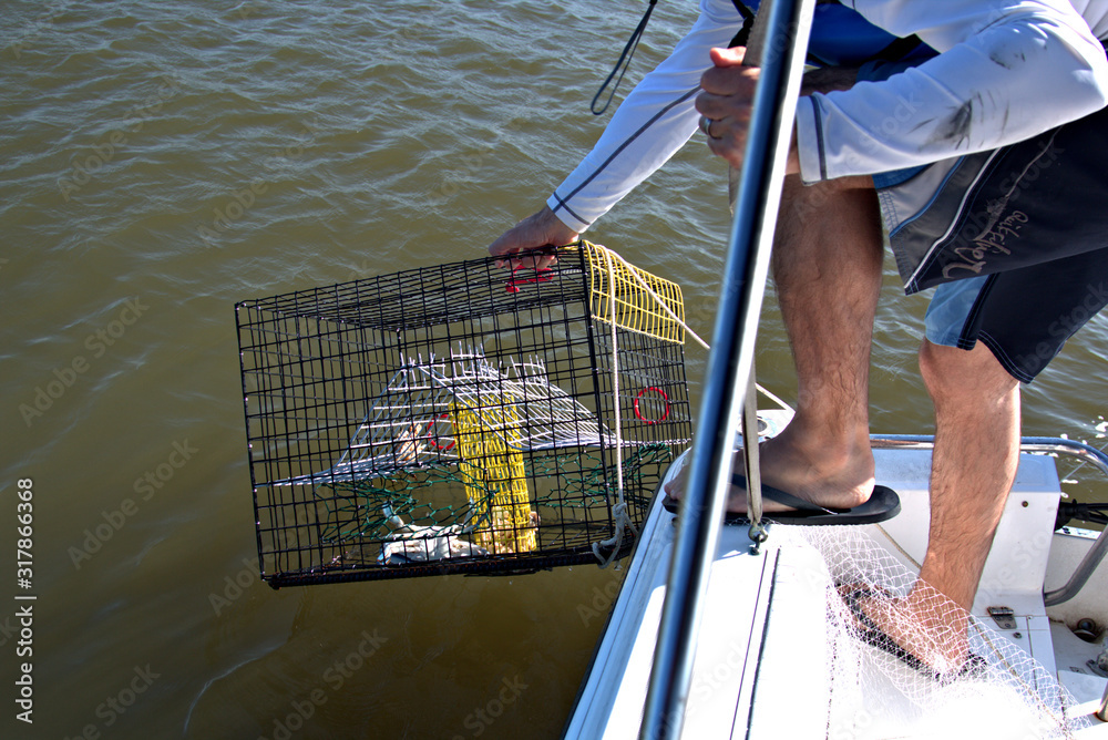 Fisherman pulling up a crab trap from a shallow water channel in the ...