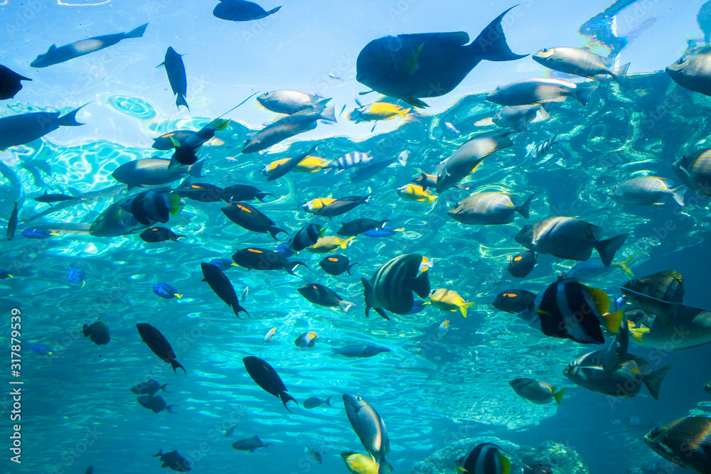 School of tropical fish. View of sunlight and water surface from ...