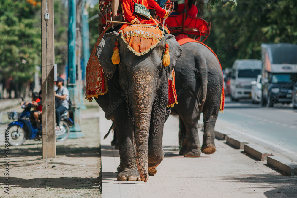 Details of elephant on chains. Elephant exploited for work and tourism ...