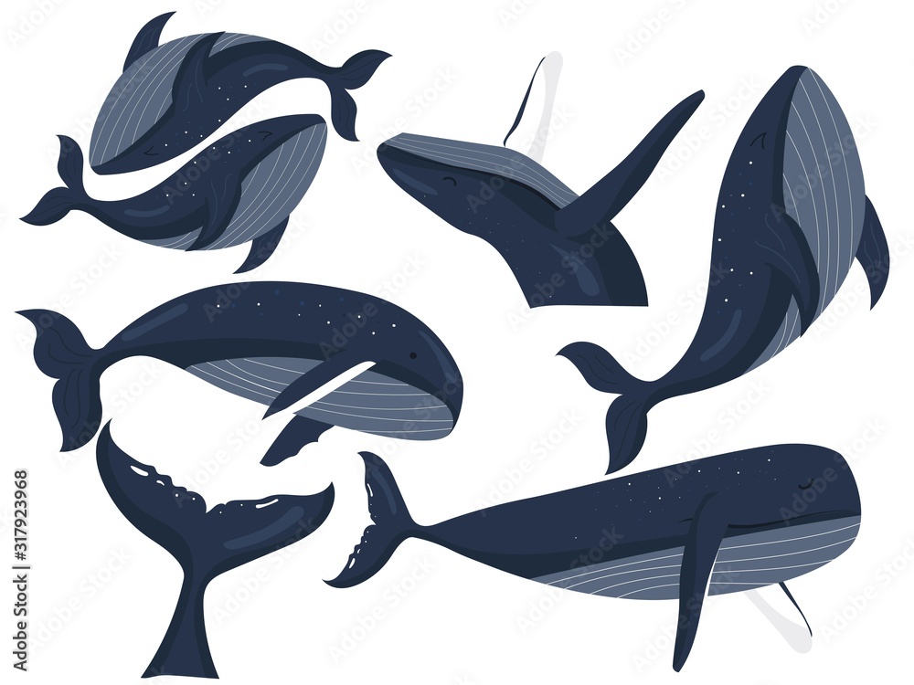 whale of different gesture poses. whale vector illustration isolated on ...
