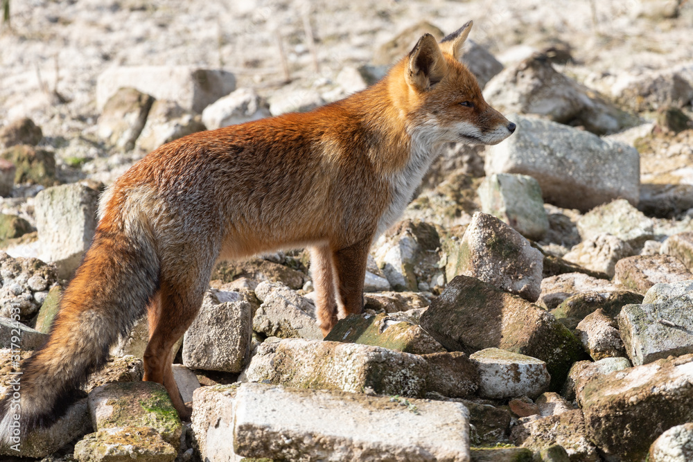 Fox in the dunes of the Amsterdam water supply Area - Vos in de ...