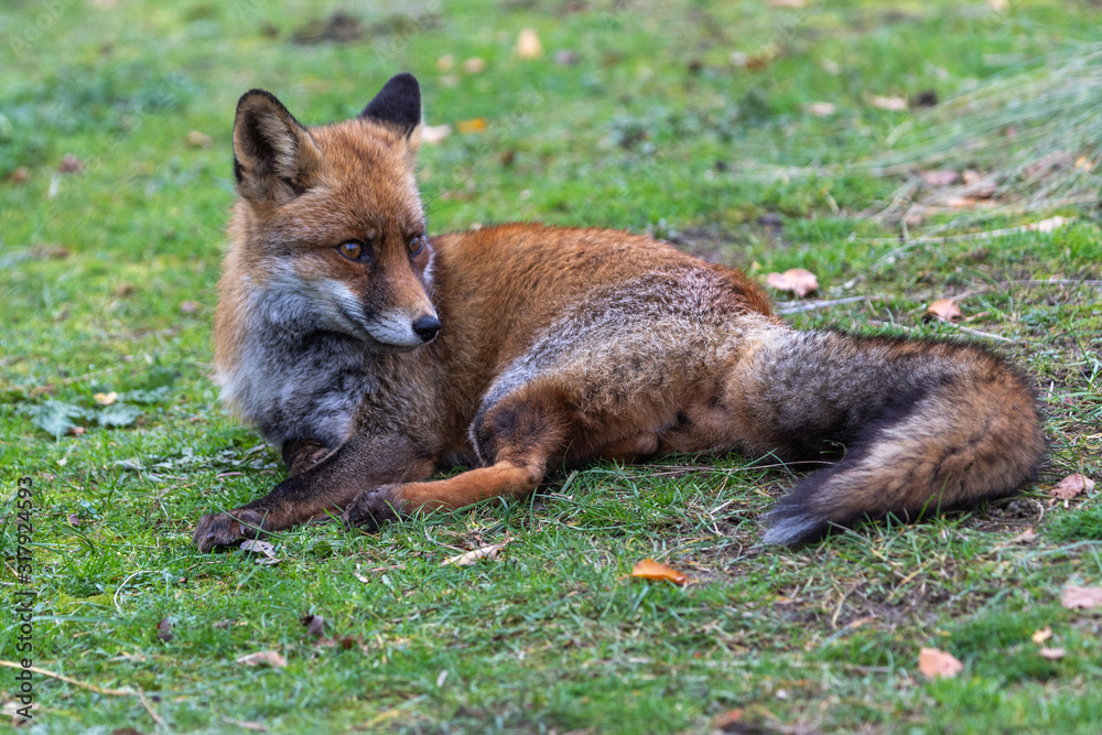 Fox in the dunes of the Amsterdam water supply Area - Vos in de ...